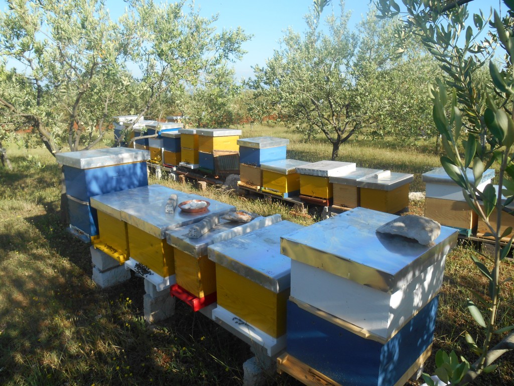 Apiterapija prevencija i iscjeljenje - Oglašavanje - HUPED